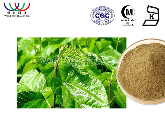 Food Grade Mulberry Leaf Extract Weight Loss , Medical Morus Alba Leaf Extract