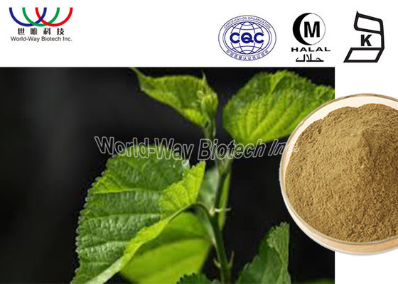 Yellow Powder Morus Alba Extract  Raw Material For Supplement And Food Additive