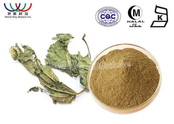 High Standard Morus Alba Extract Powder High Effective Regulating Blood Fat