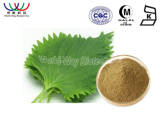 Skin Whitening Morus Alba Extract 1% - 5% DNJ 20% Flavonoids For Lowering Blood Pressure