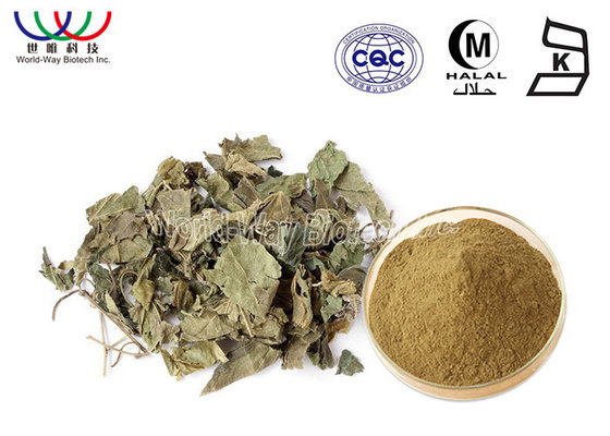 Pharmaceutical Grade Morus Alba Extract 5% DNJ 20% Flavonoids Powder For Skin