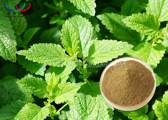 Medical Mulberry Leaf Extract Powder , White Mulberry Leaf Extract Pure 500mg For Weight Loss