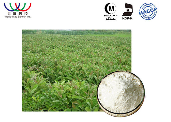 Oral Hygiene Herbal Magnolia Bark For Sleep Extract Off White Fine Powder