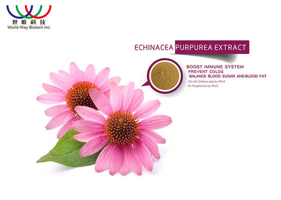 Organic Echinacea Purpurea Extract 2% - 4% Chicoric Acid 4% Polyphenol For Pharmaceutical