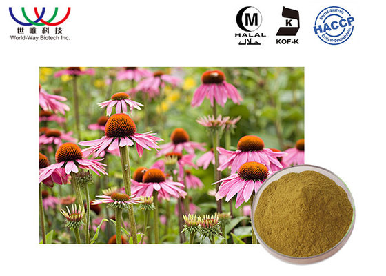 Medicinal Echinacea Root Extract , Super Echinacea Extract  Blance Blood Sugar And Fat