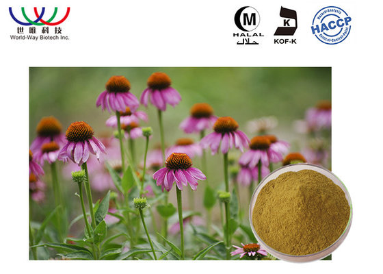 Anti - Bacterial Echinacea Plant Extract , Medicinal Echinacea Purpurea Root Extract