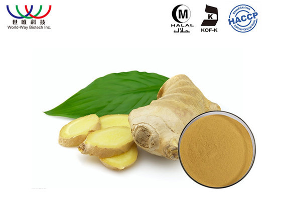 Pharmaceutical Raw Ginger Root Extract Powder Relieve Nausea And Vomiting