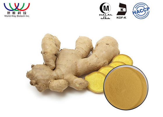 Raw Material Ginger Root Extract Natural Food Grade Anti Inflammatory For Medicine