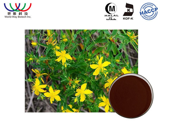 Dark Brown St John'S Wort Extract Powder Pharmaceutical Grade For Children'S Anxiety