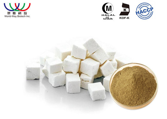 Natural Herbal  Poria Cocos Extract 30% Polysaccharides 8% Triterpenes Powder