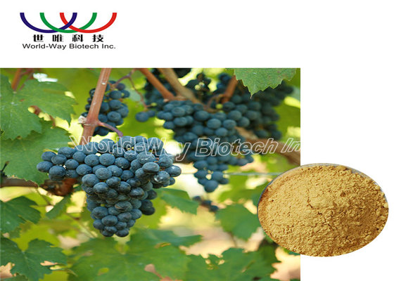 5% Viniferin Red Grape Skin Extract , Grape Vine Extract Anti Inflammation