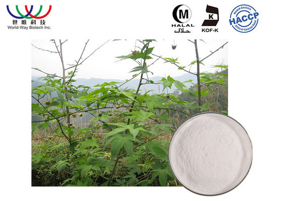 Medical Gade Sweet Tea Extract Low Calories For Diabetis Blood Sugar Balance