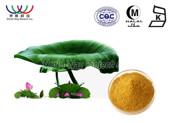Natural Herbal Lotus Leaf Extract 20% Flavonoids 1% Nuciferine Lipid - Lowering