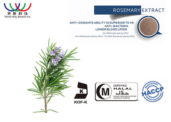 Rosmarinus Officinalis Natural Herbal Extracts , Pure Natural Plant Extracts Brown Yellow Color