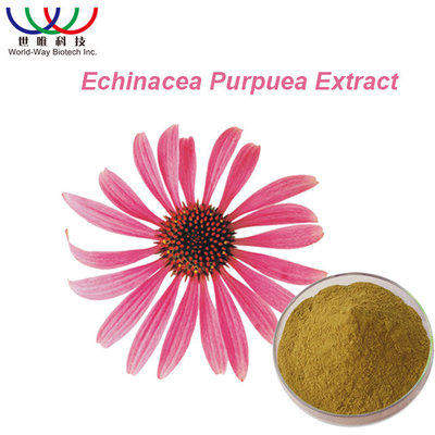 Polyphenol Natural Herbal Extracts , Echinacea Purpurea Root Extract Powder