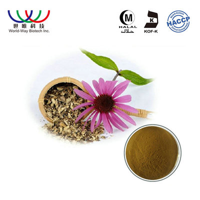 Phenolic Compounds Natural Herbal Extracts Echinacea Purpurea Powder