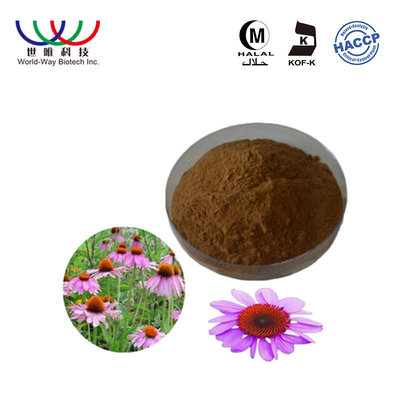Echinacea Purpurea Pure Plant Extract 2% - 4% Chicoric Acid Blance Blood Sugar