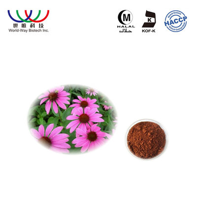 Echinacea Purpurea Pure Plant Extract 2% - 4% Chicoric Acid Blance Blood Sugar