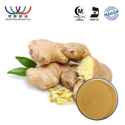 Ginger Root Pure Plant Extract Food Grade Powder With Gingerols 5% - 20%