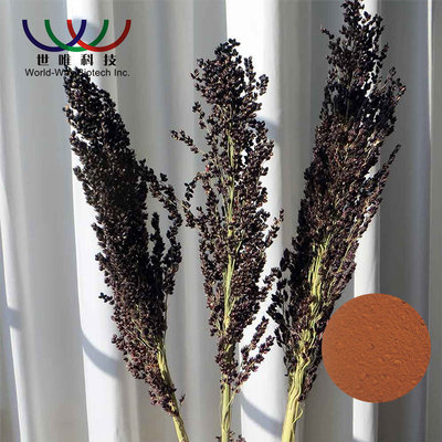 Sorghum Bran Pure Plant Extract Powder Proanthocyanidins 95% OPC Anti Oxidiant Balance Blood Sugar