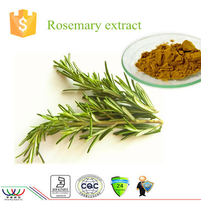 Rosmarinus Officinalis Natural Herbal Extracts Pure Natural Plant Extracts Brown Yellow Color