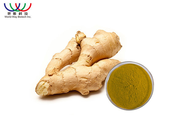 5% Gingerols Ginger Rhizome Extract , Organic Ginger Root Powder Extract For Nausea