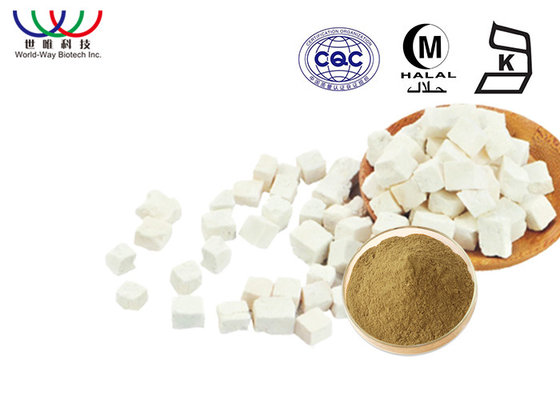 Organic Poria Cocos Sclerotium Extract , Poria Cocos Weight Loss For Herbal Medicine