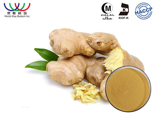 Anti - Oxidant Pure Ginger Extract , High Purity Zingiber Officinale Extract