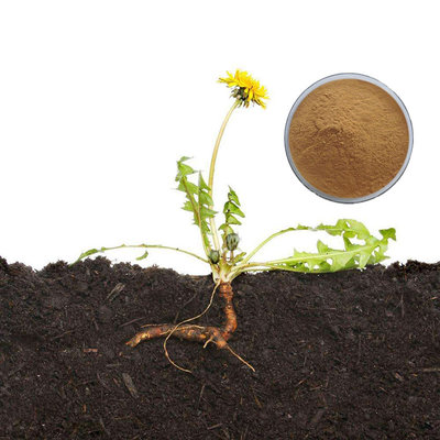 HOT SALE Dandelion Root Extract Powder 4 / 1 For Aid Blood Sugar Control