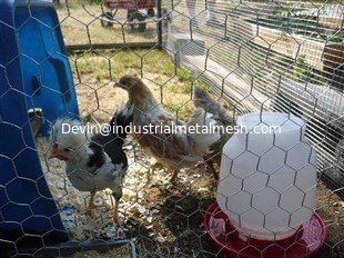 China galvanized hexagonal wire mesh/ chicken wire / PVC coated chicken fence supplier