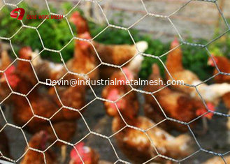 China 1/2"x22 gauge Galvanized Small Hole Hexagonal Chicken Wire Mesh poultry Fence supplier
