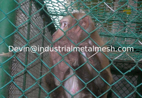 Galvanized/PVC coated chain link fence( diamond wire mesh) supplier