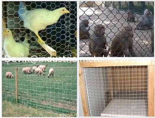 hot sale galvanized or pvc coated chicken wire/Double Twisted Hexagonal Wire Mesh (Factory) supplier