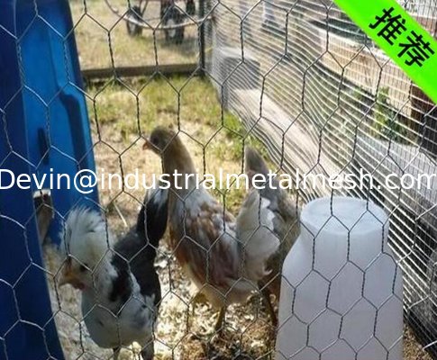 High quality Chicken wire netting Hexagonal mesh fence supplier