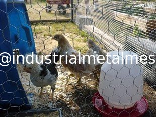 Shipping 3/8" Chicken Wire Fencing Galvanized and PVC Coated supplier
