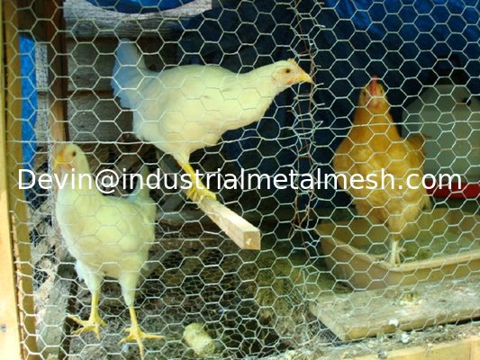 PVC Coated wire woven hexagonal mesh poultry netting chicken wire fencing supplier