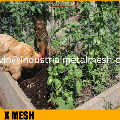 Weave Wire Mesh Type and Galvanized Steel Wire Material galvanized hexagonal wire mesh for zoo bird cages supplier