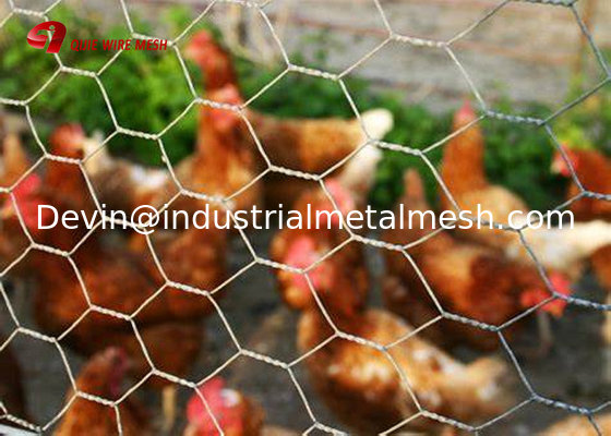 1/2"x22 gauge Galvanized Small Hole Hexagonal Chicken Wire Mesh poultry Fence supplier