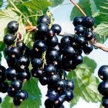Black currant Extract