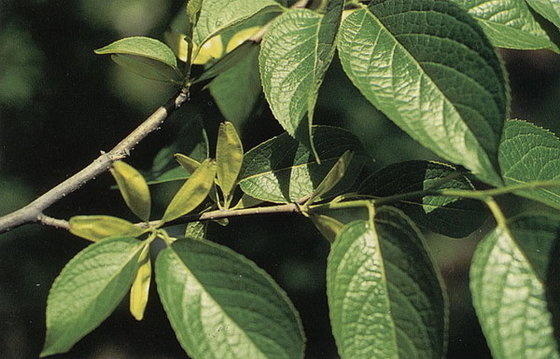 Eucommia Ulmoides P.E. Eucommia Leaf Extract ( Chlorogenic acid)