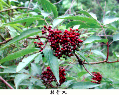Elderberry P.E.