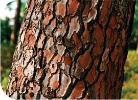 Pine Bark P.E.