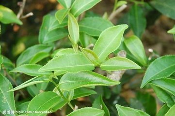 Green tea P.E.