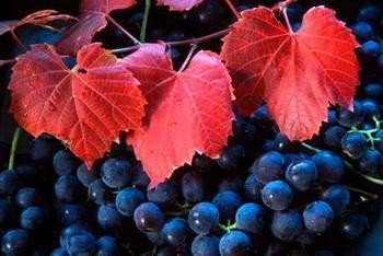 Red vine leaf powder extract