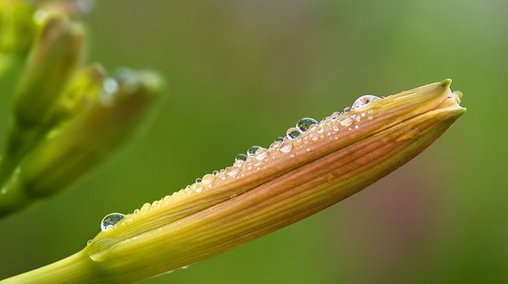Hemerocallia Fulva extract