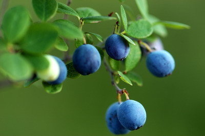 High Quality with Good Price Natural Blueberry Extracts/ Blueberry Leaf Extract