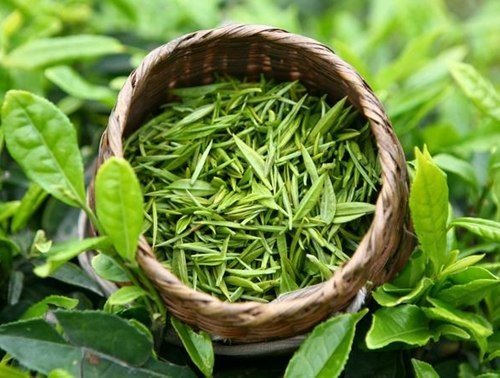 Natural ingredients Camellia sinensis/Green tea extract EGCG Epigallocatechin gallate 98%