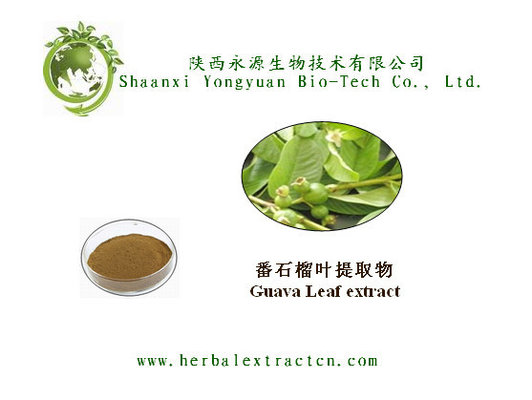 Factory Supply High Quality Pure natural 4:1 10:1TLC Guava Leaf extract powder