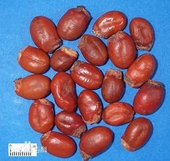 High quality wholesale natural Litchi Seed Extract, Litchi Extract, Lychee Extract