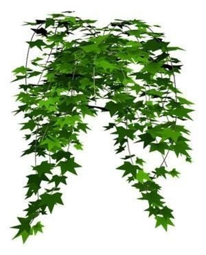 Ivy extract/Hedera Helix Extract/Hedera Helix (Ivy) Extract Ivy total saponins 10% 20%/35%